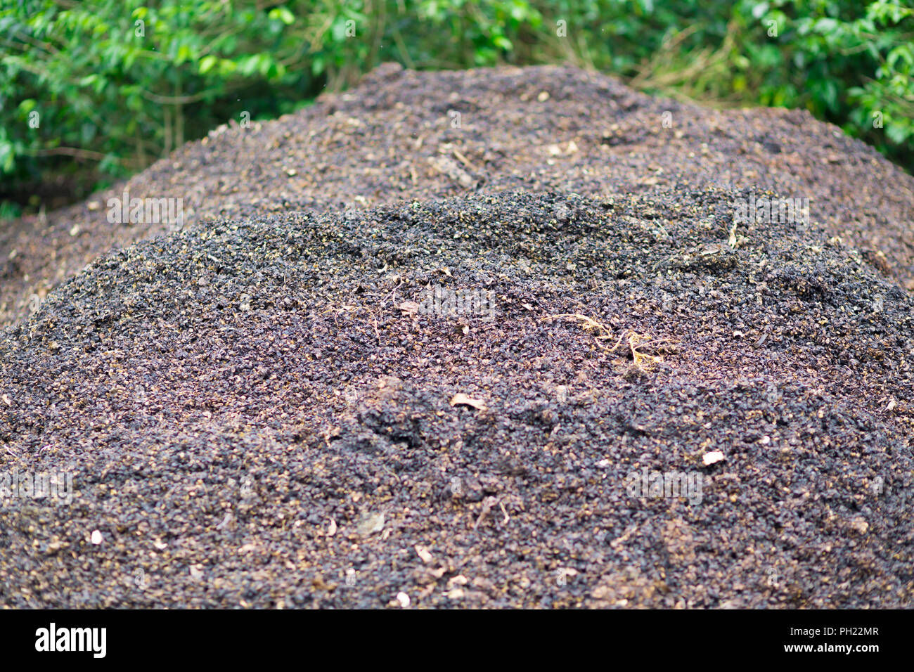 Pile of Soil Humus Ready, Rotten Fruit on Ground made compost Stock ...