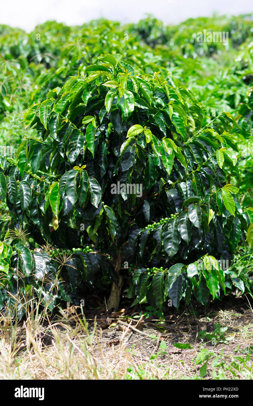 Organic Coffee Farm, Coffee Plantation In Beautiful Farm Stock Photo ...