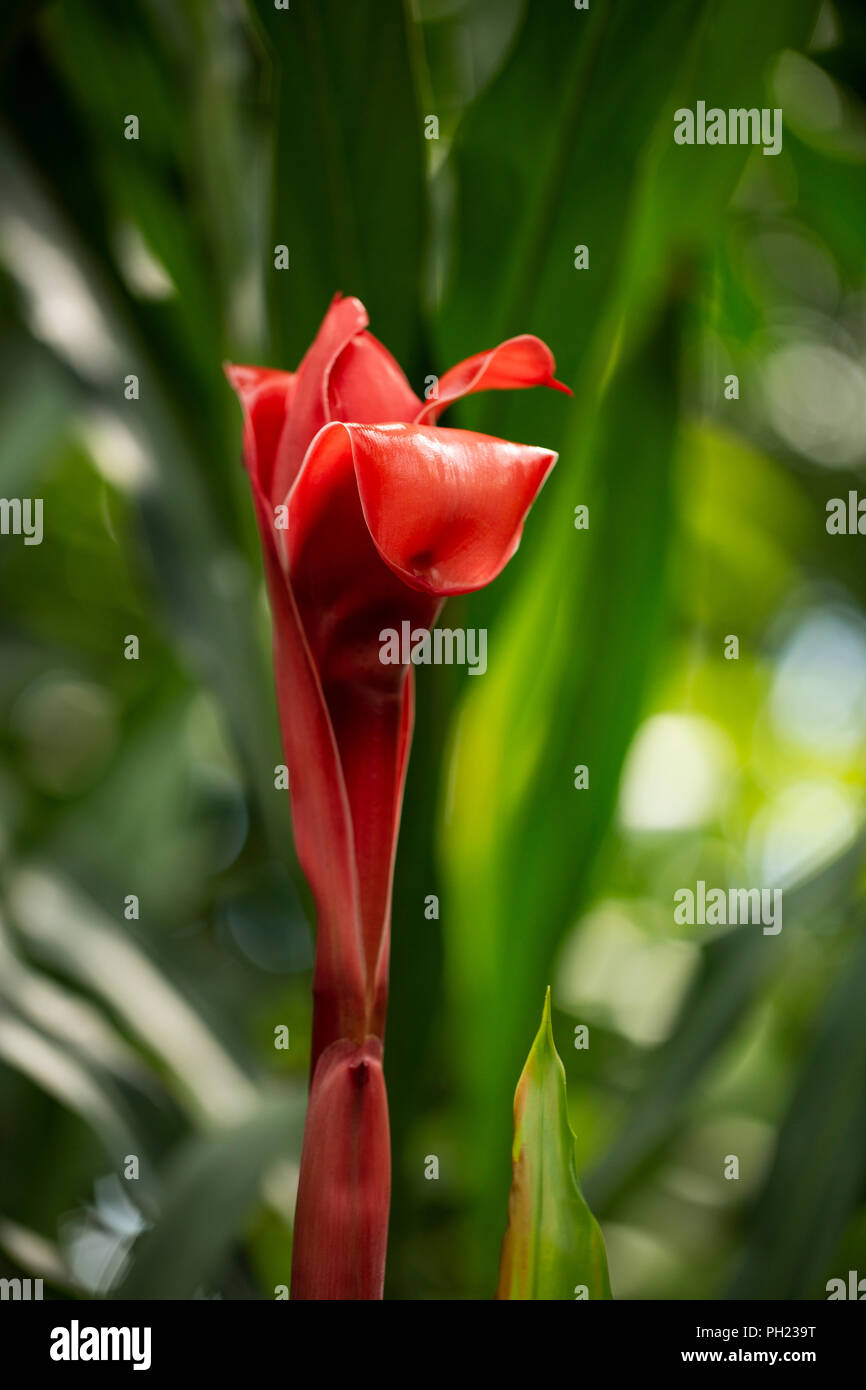 Torch ginger (Etlingera elatior), native to Indonesia and Malaysia ...