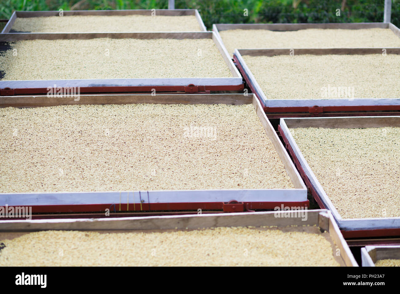 Organic coffee beans drying in the sun Stock Photo - Alamy