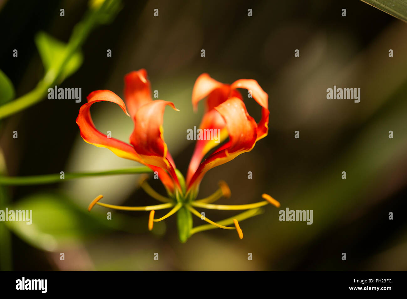Climbing lily (Gloriosa superba), native to tropical Africa and Asia ...