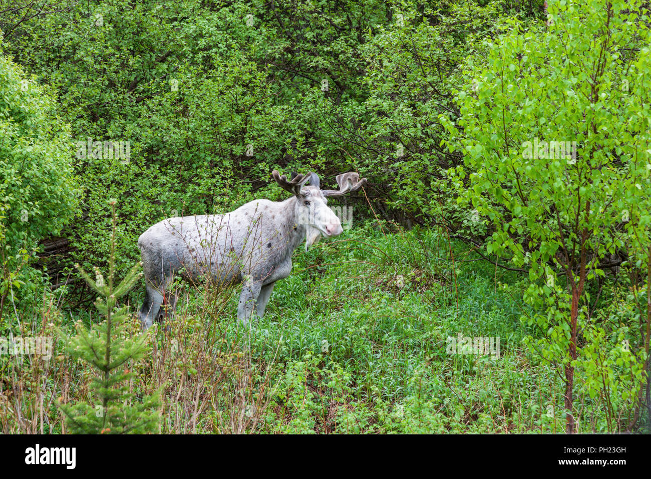 Labrador canada forest hi-res stock photography and images - Alamy