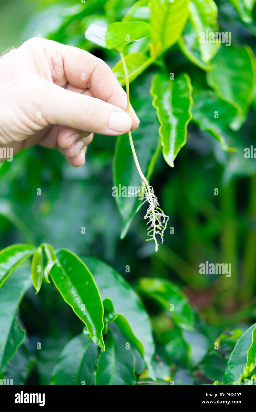 Farmer hand water green sprout hi-res stock photography and images - Alamy