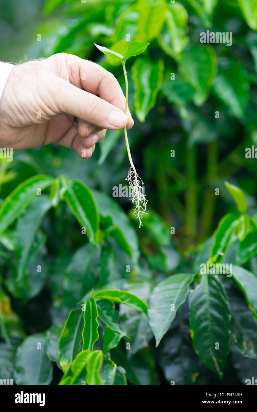 Farmer hand water green sprout hi-res stock photography and images - Alamy