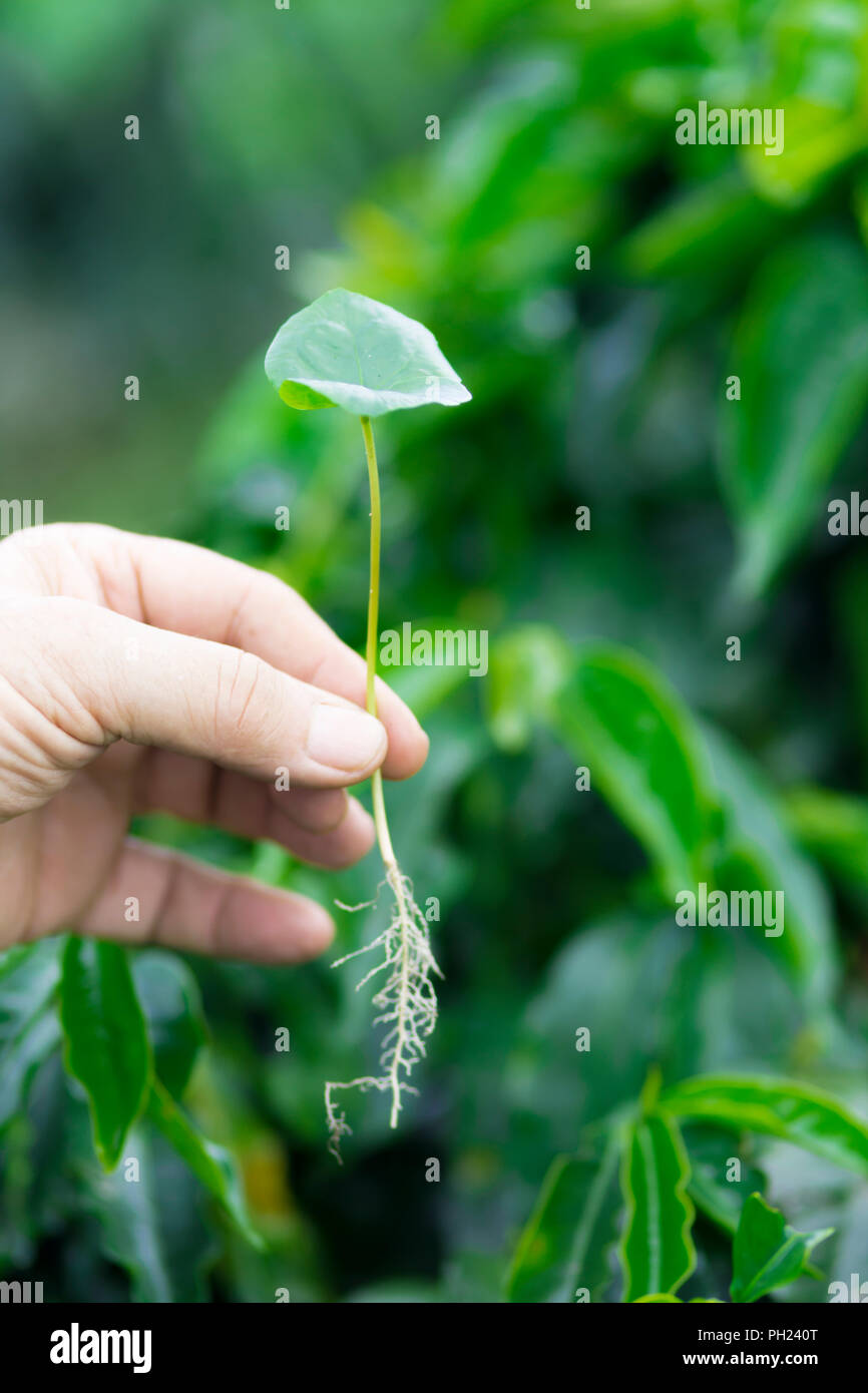 Hand Holding a Small Green Plant Agriculture and Seeding Plant seed ...