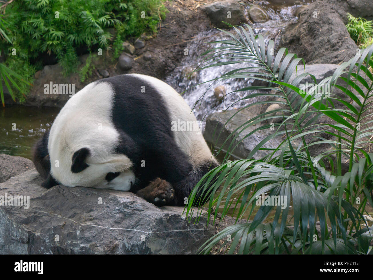 Giant panda Calgary Zoo Alberta Canada Stock Photo - Alamy