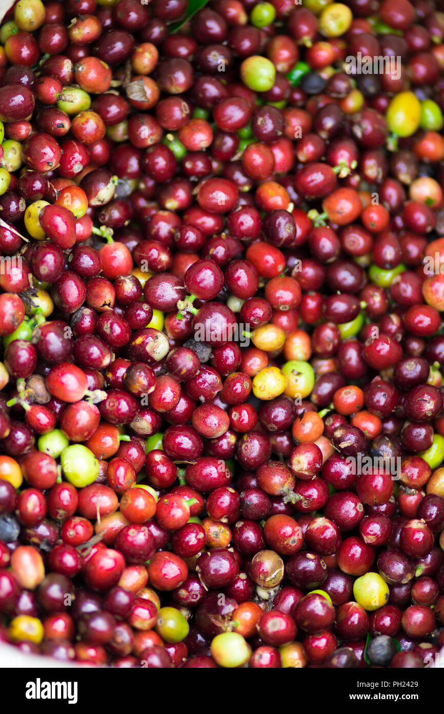 Background texture of red coffee beans, fresh coffee Stock Photo - Alamy