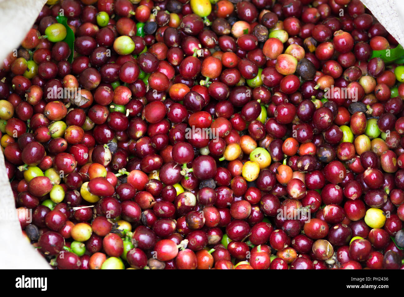 Background texture of red coffee beans, fresh coffee Stock Photo - Alamy