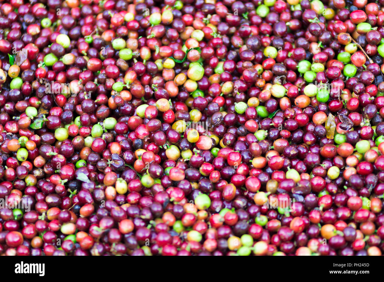 Background texture of red coffee beans, fresh coffee Stock Photo - Alamy