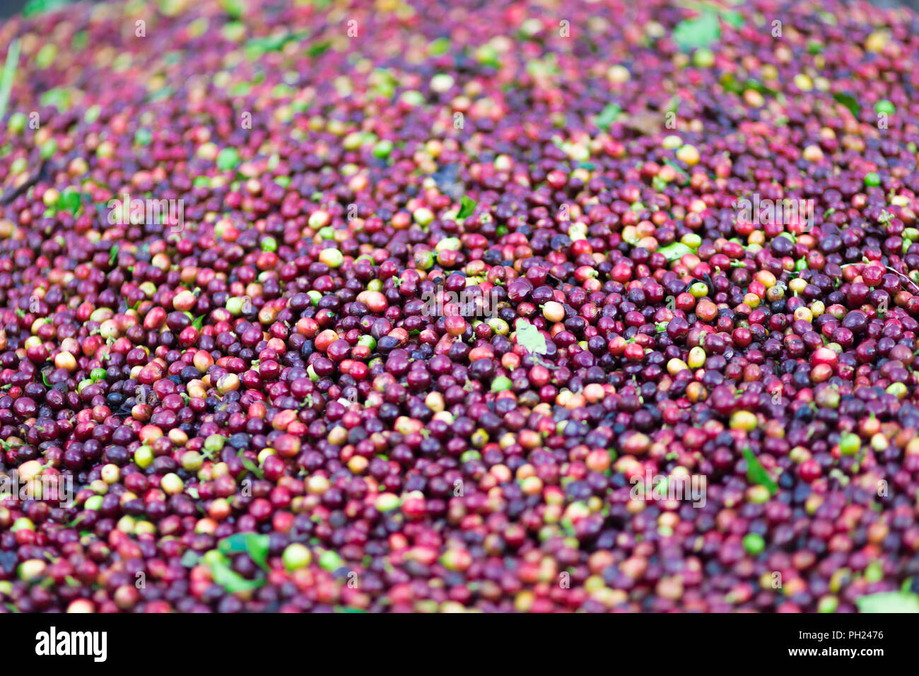 Background texture of red coffee beans, fresh coffee Stock Photo - Alamy
