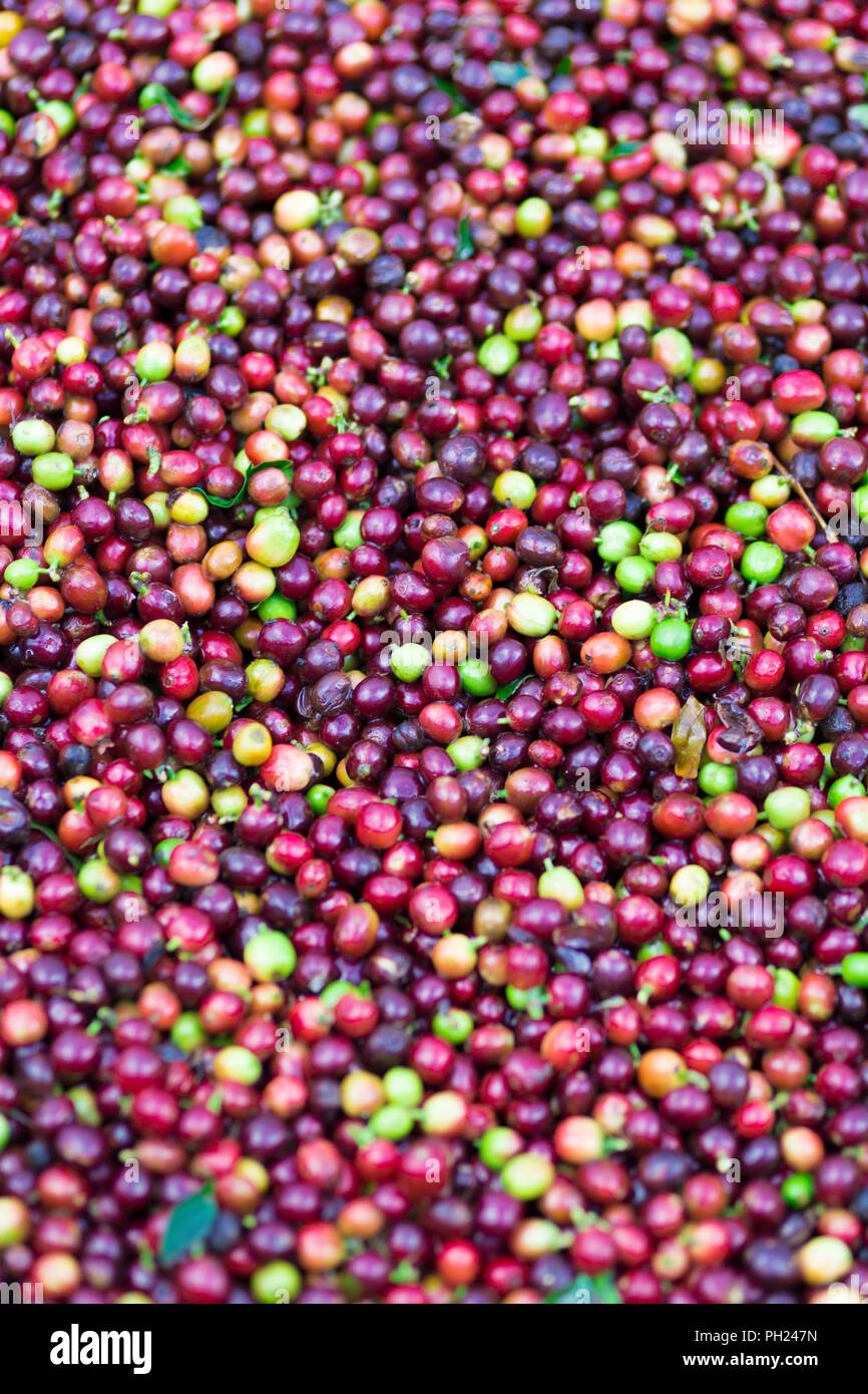 Background texture of red coffee beans, fresh coffee Stock Photo - Alamy