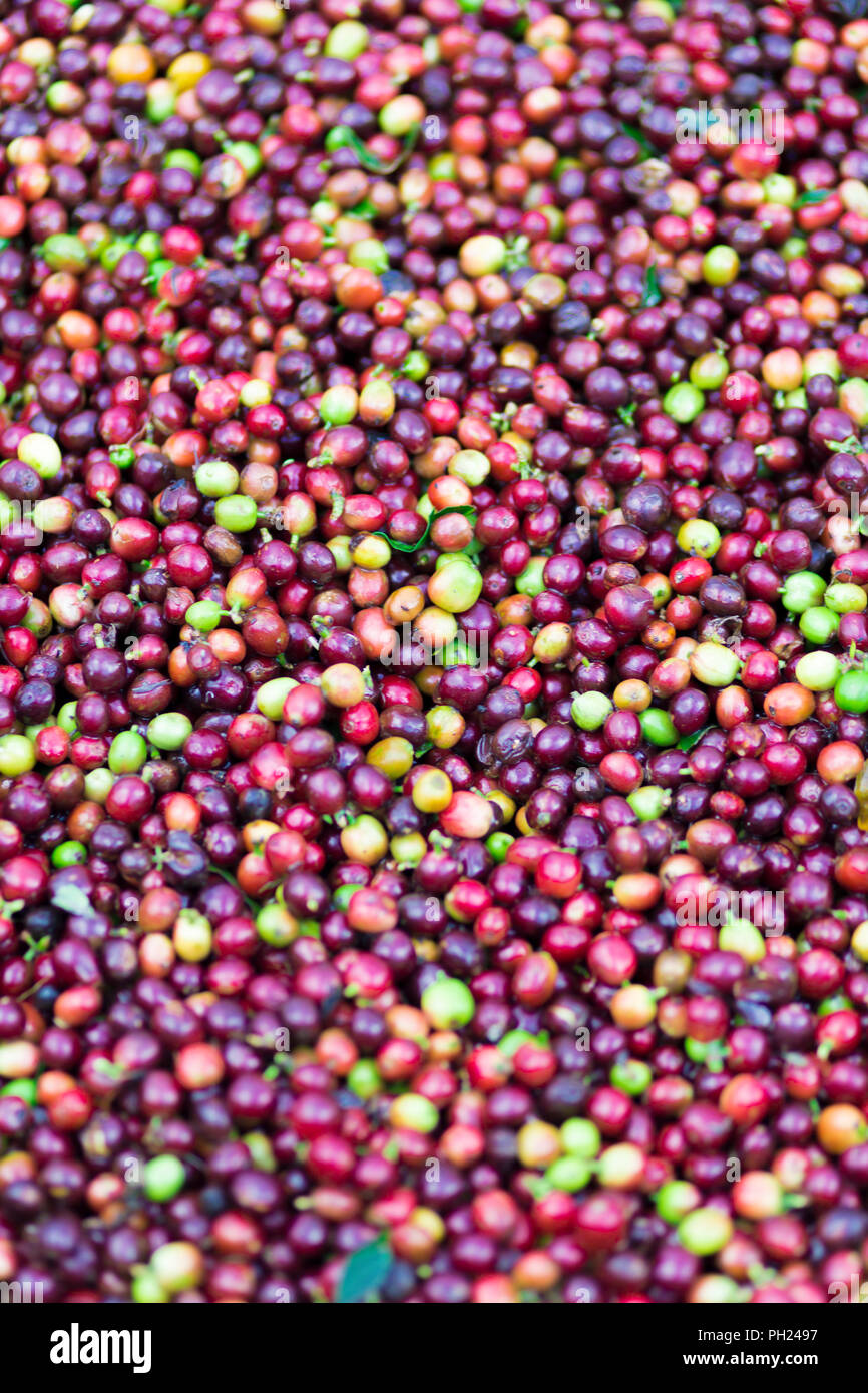 Background texture of red coffee beans, fresh coffee Stock Photo - Alamy