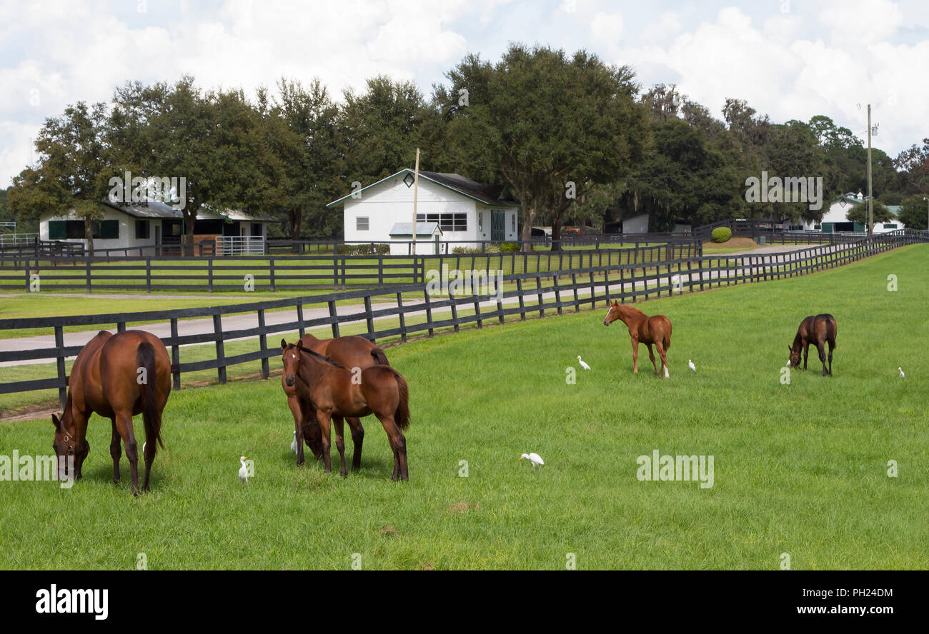Ocala florida horse farm hi-res stock photography and images - Alamy