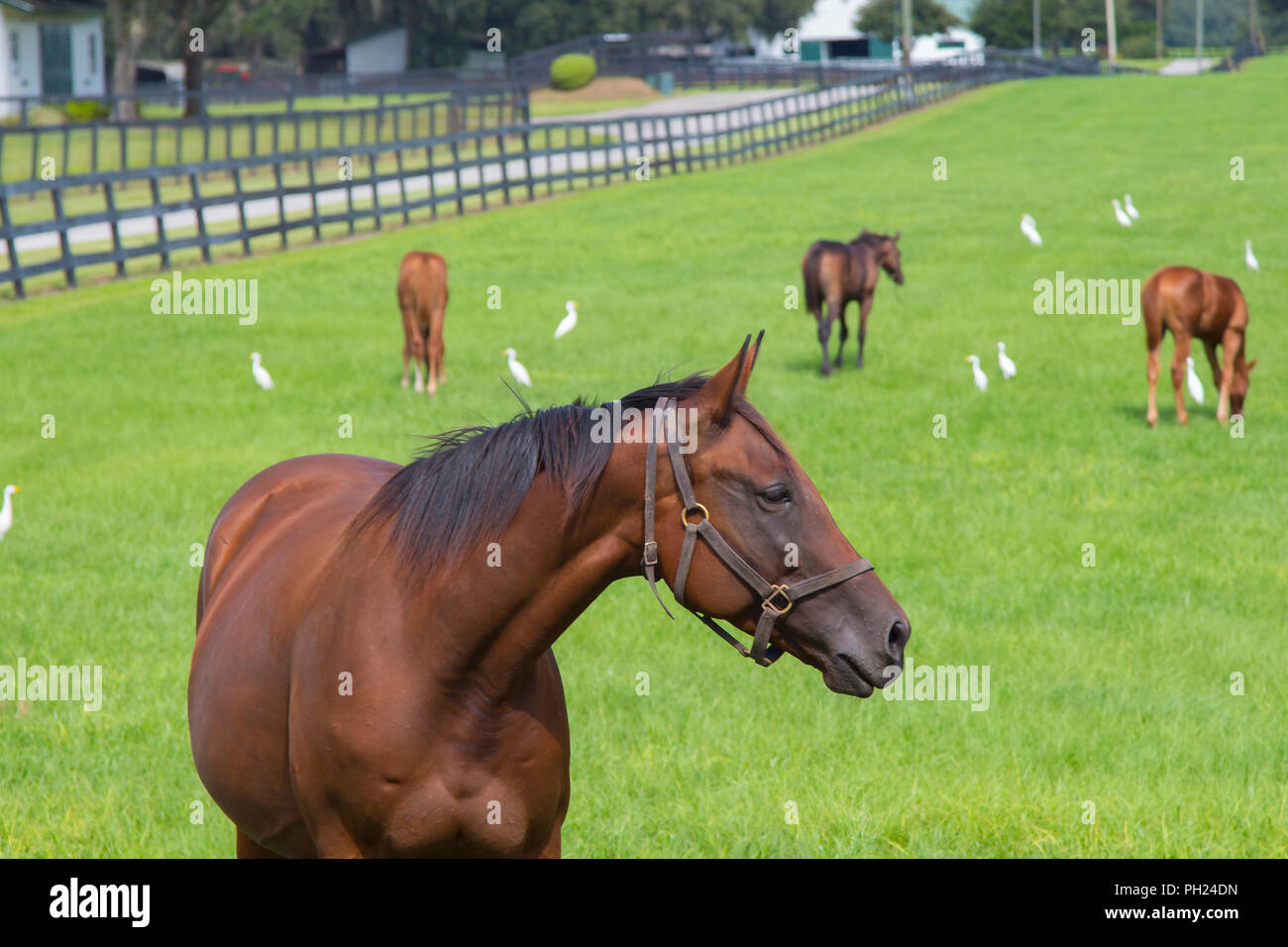 Ocala florida horse farm hi-res stock photography and images - Alamy