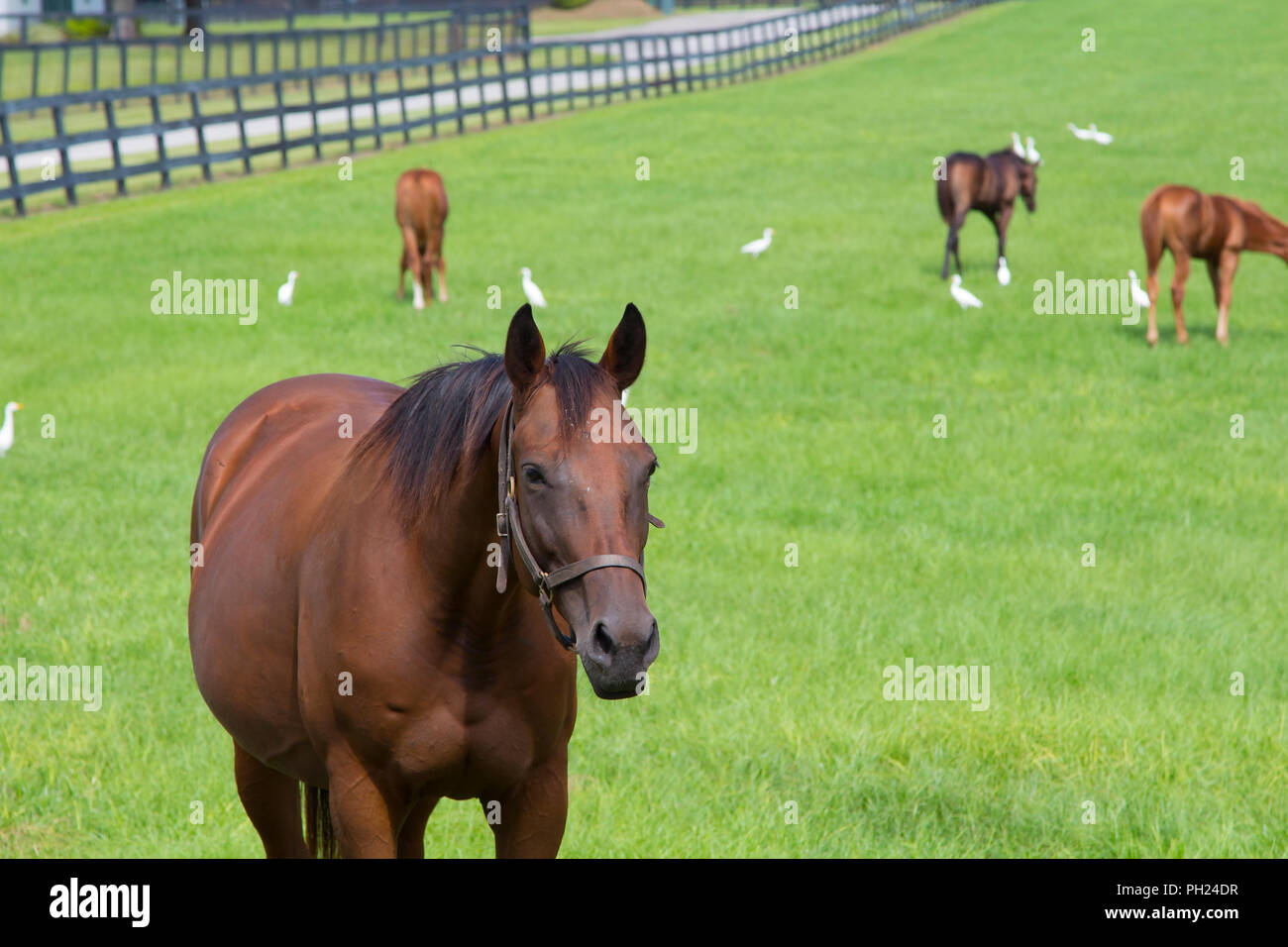 Ocala florida horse farm hi-res stock photography and images - Alamy