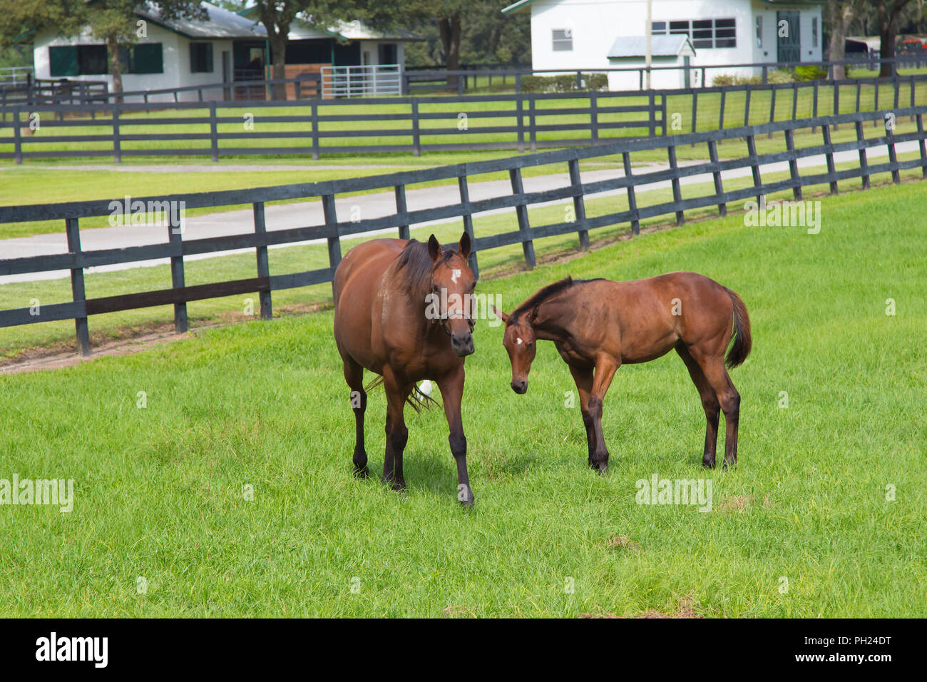 Ocala florida horse farm hi-res stock photography and images - Alamy