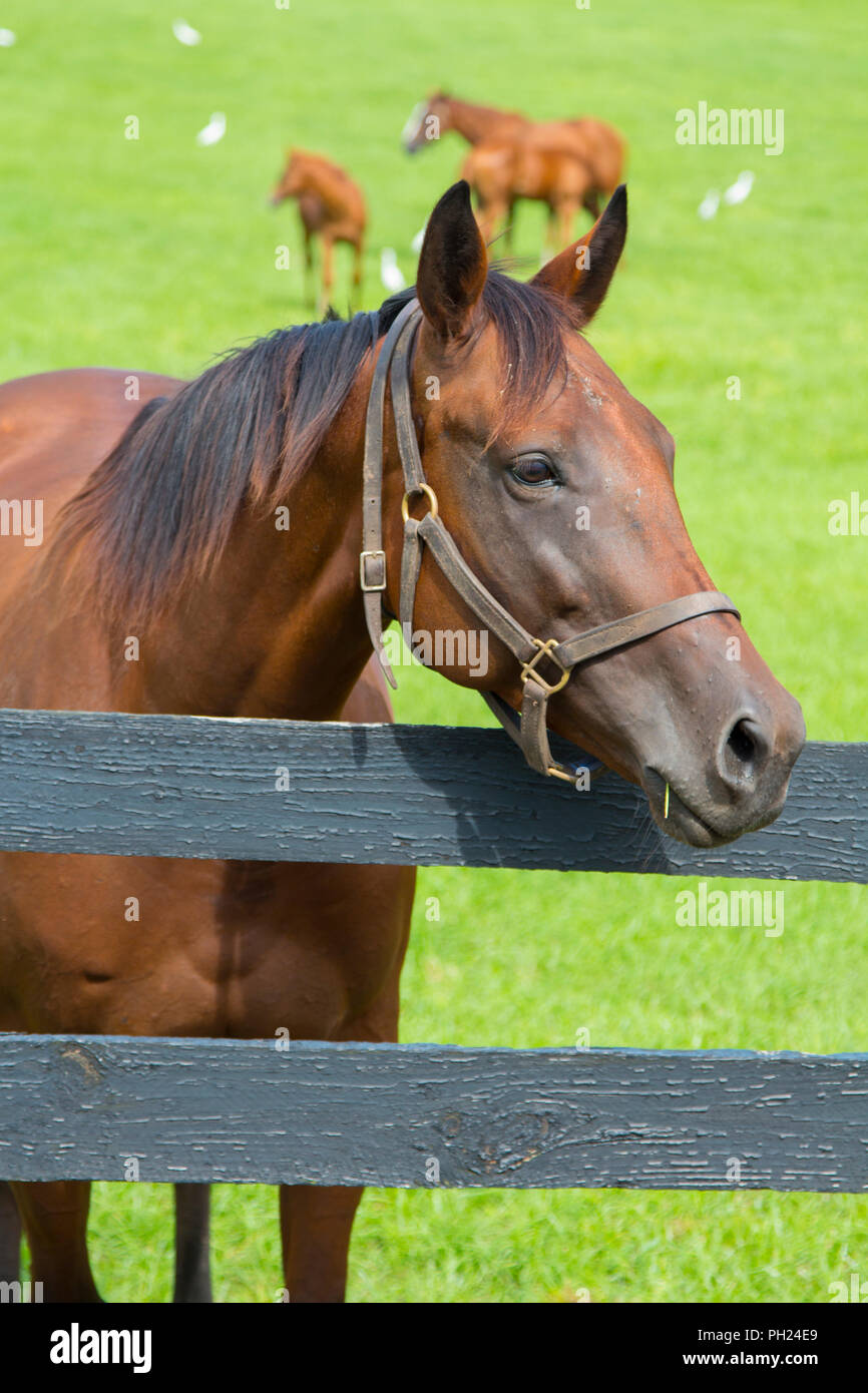 Ocala florida horse farm hi-res stock photography and images - Alamy
