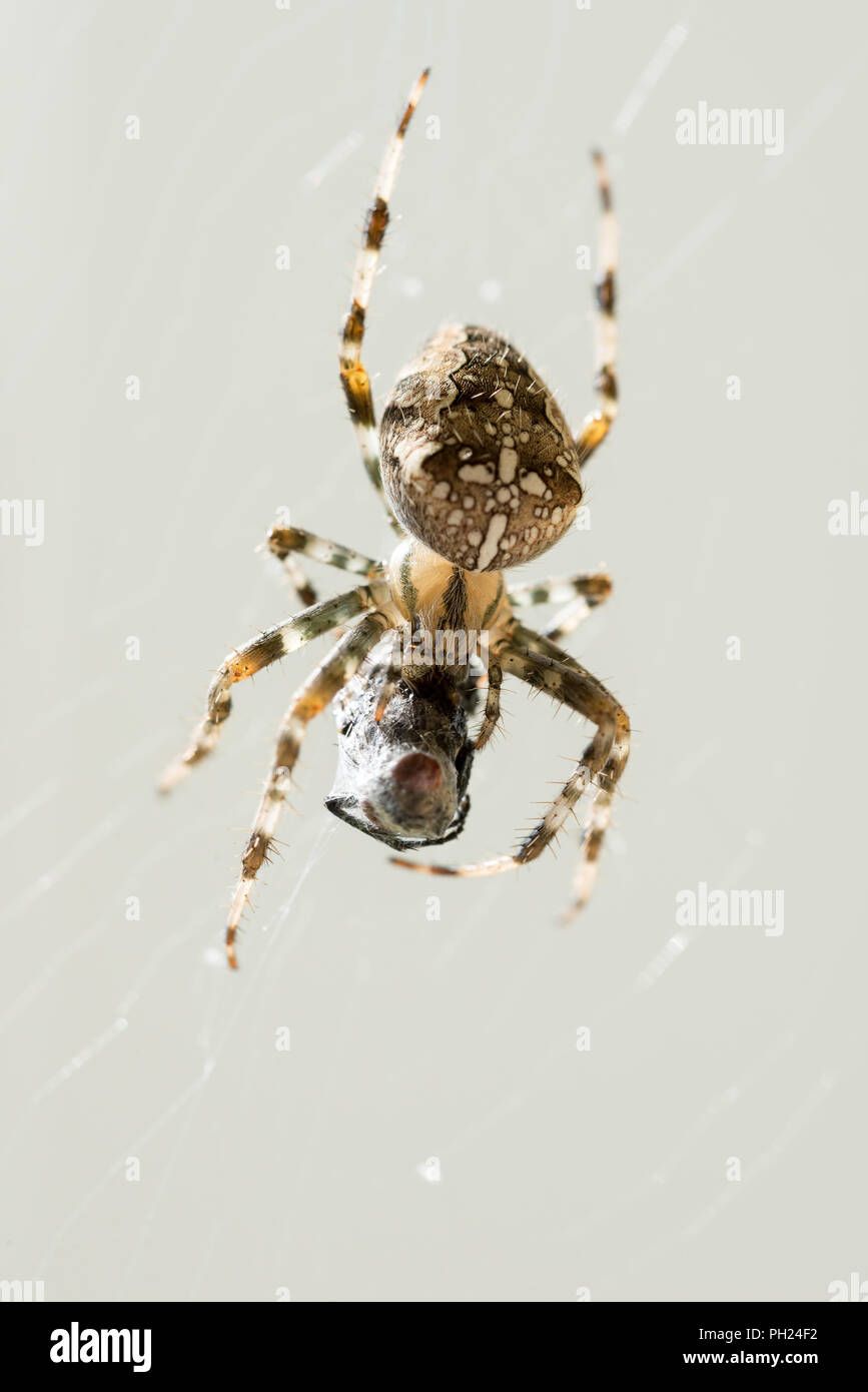 Macro Shot of Spider with Caught Prey in Web Stock Photo - Alamy