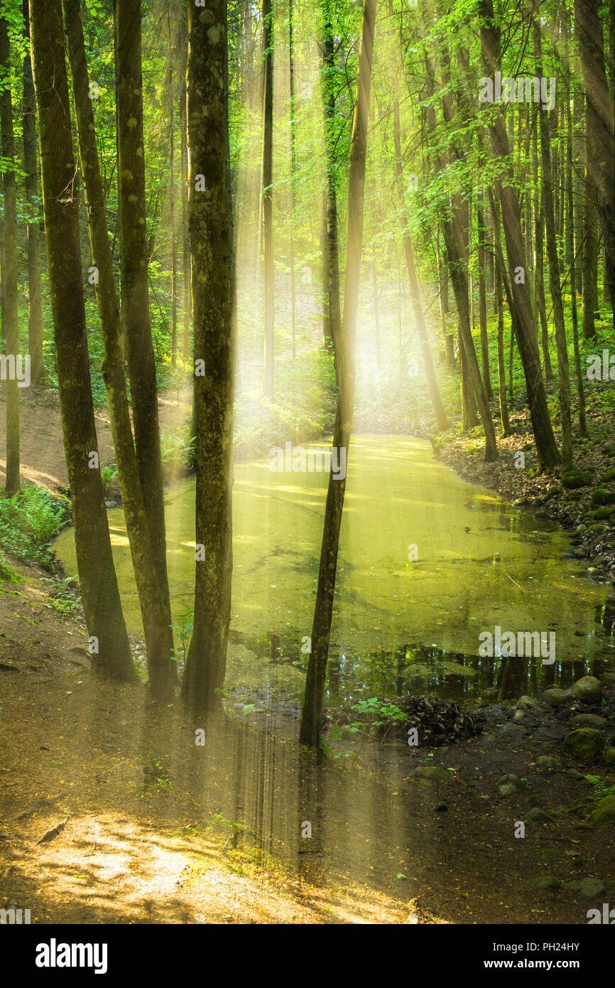 Pond woods sunlight hi-res stock photography and images - Alamy