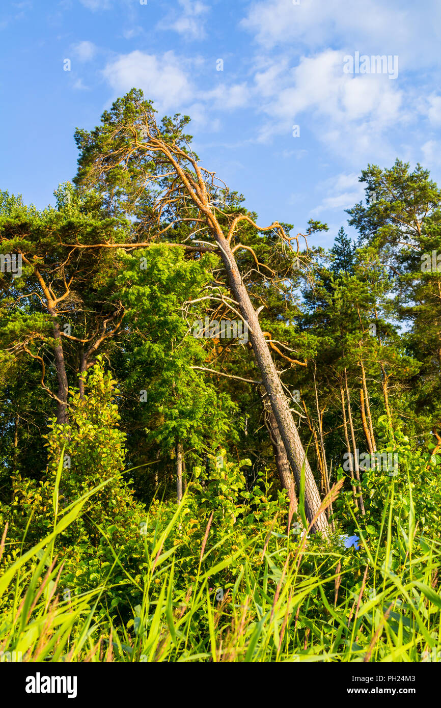 Urban forest edge hi-res stock photography and images - Alamy