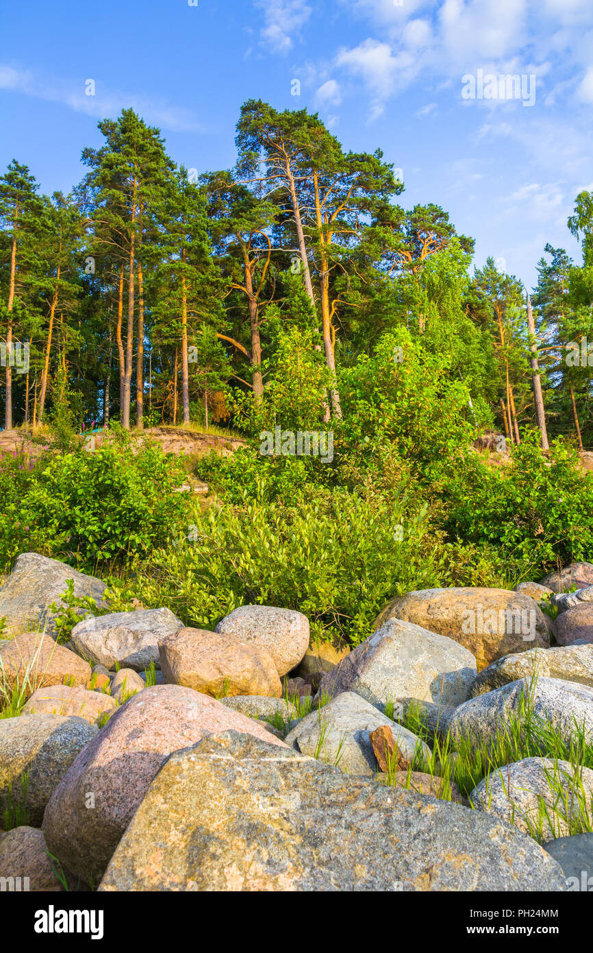 Beach tree forest High Resolution Stock Photography and Images - Alamy