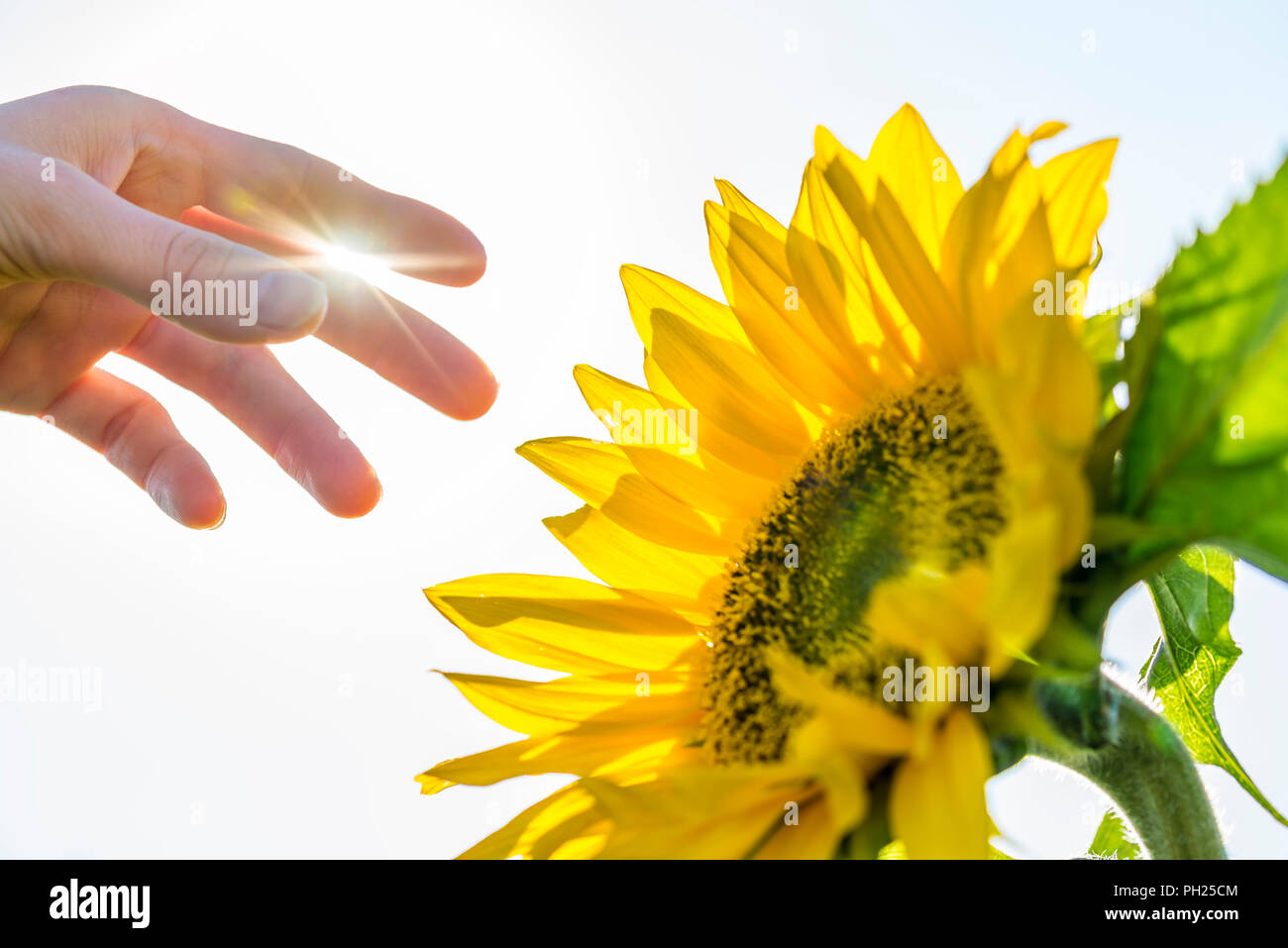 Closeup hand pick sunflower hi-res stock photography and images - Alamy