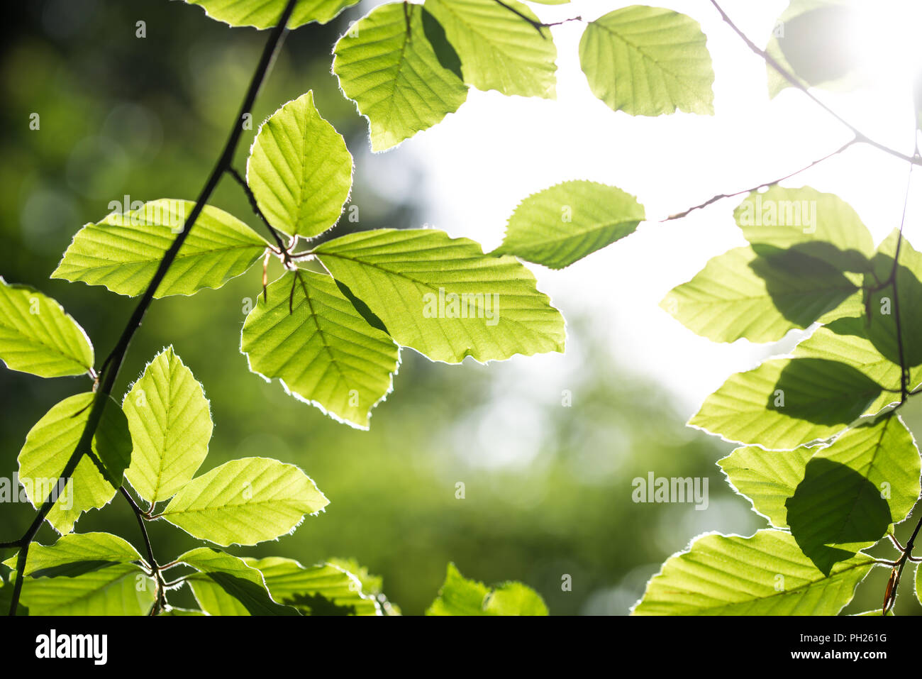 Fresh green spring beech leaves with sun flare symbolic of the season ...