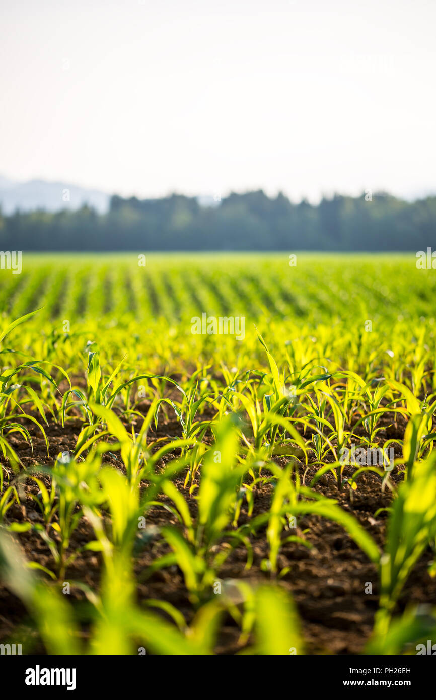 Field of young fresh green maize or corn plants backlit by the sun with ...