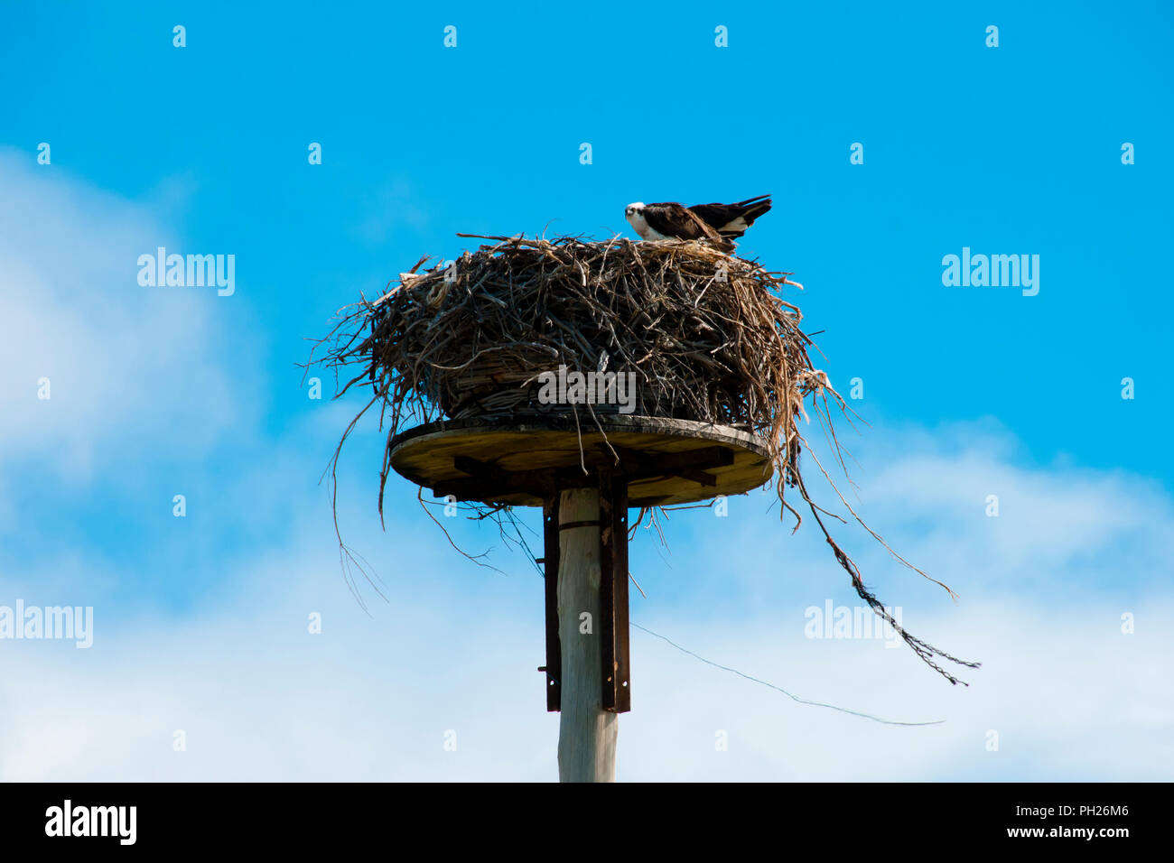 Osprey Nest - Western Australia Stock Photo - Alamy