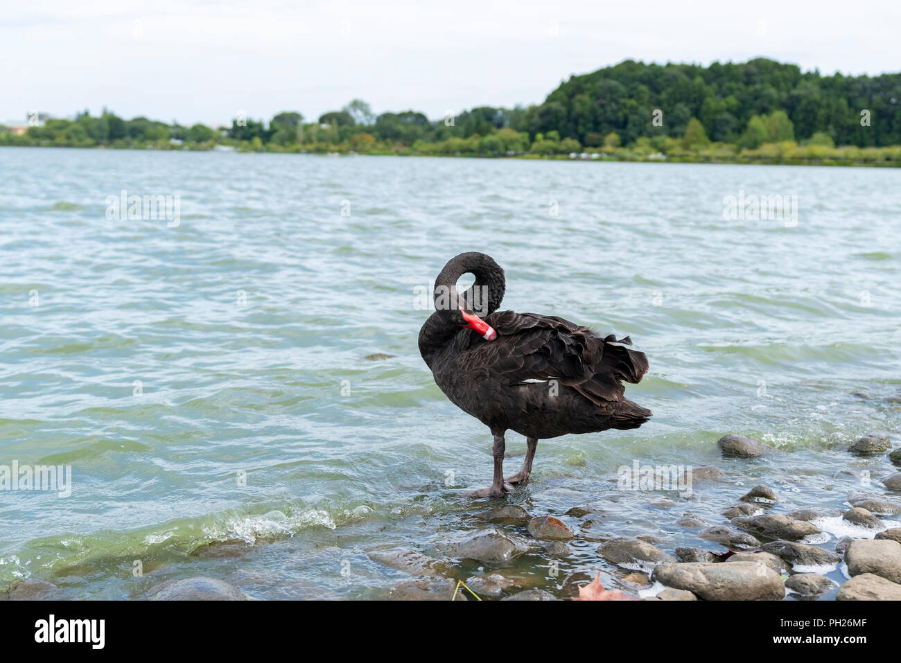 Black Swan at lake Senba, Senba Park, Mito City, Ibaraki Prefecture ...