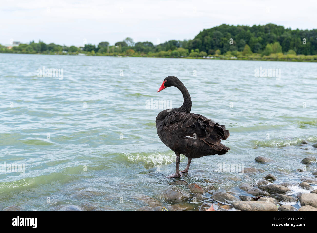 Black Swan at lake Senba, Senba Park, Mito City, Ibaraki Prefecture ...