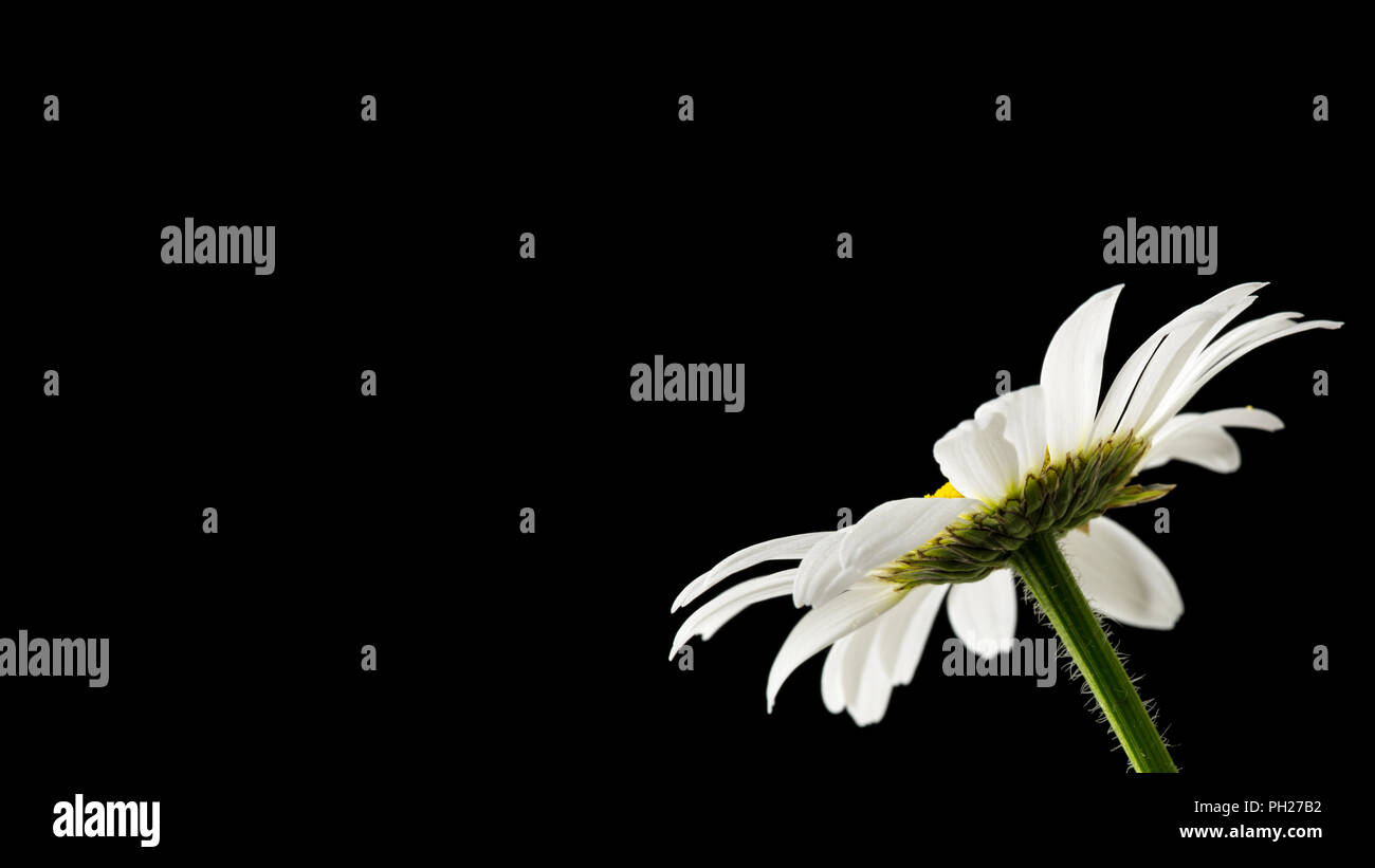 Beautiful daisy on black background. Empty space ready for your text ...