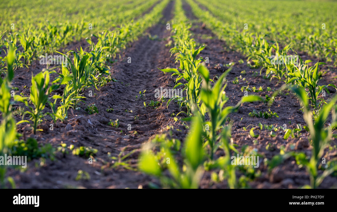 Corn field with young corn seedlings in early summer Stock Photo - Alamy