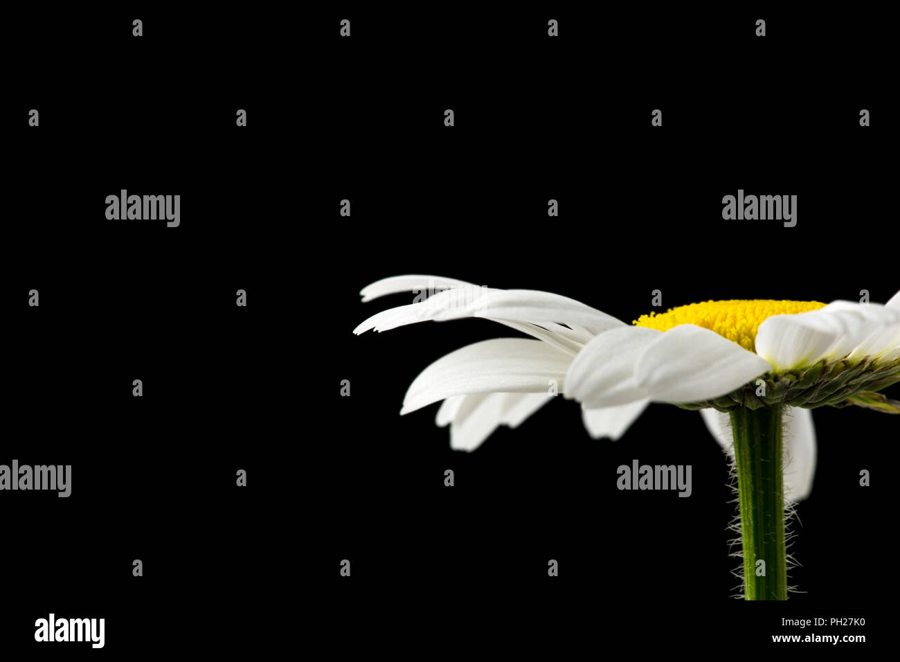 Daisy flower on black background with empty space ready for your text ...