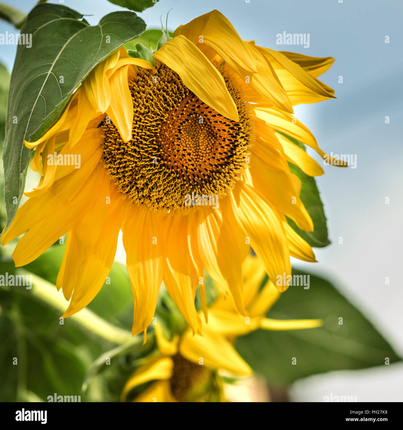 Professional sunflower photos hi-res stock photography and images - Alamy