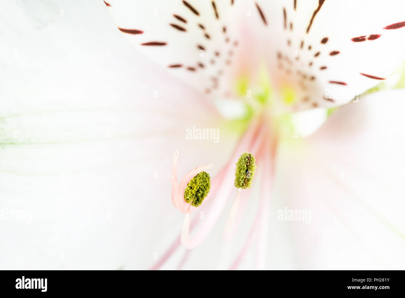 Close Up Detail of White and Pink Lily with Focus on Filaments Stock ...