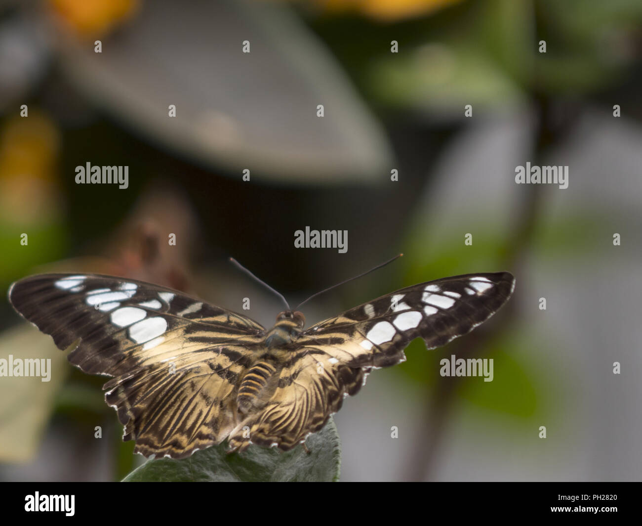 Best of butterfly photos hi-res stock photography and images - Alamy
