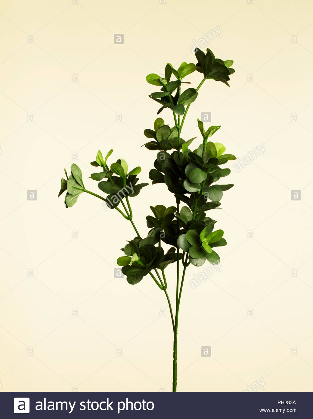 Twig High Resolution Stock Photography and Images - Alamy