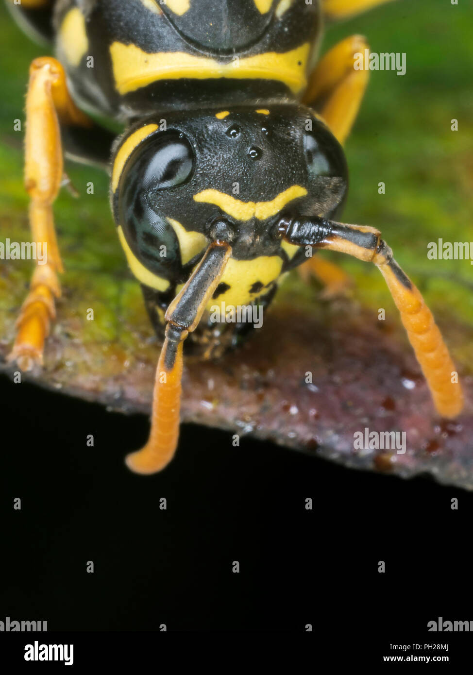 Wasp photos hi-res stock photography and images - Alamy