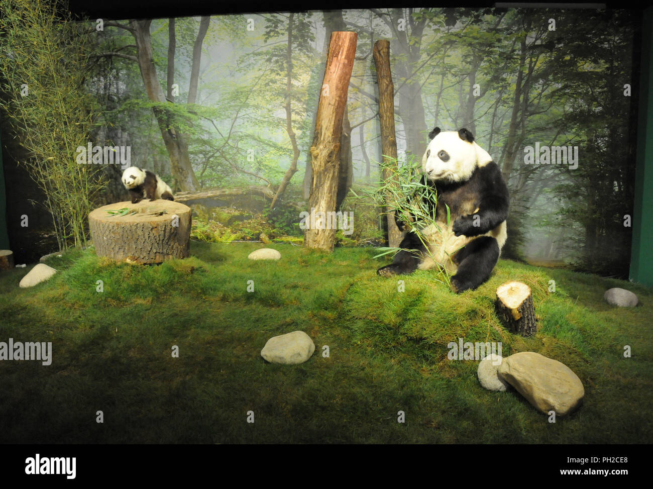 Beijing, Beijing, China. 30th Aug, 2018. Beijing, CHINA-The first China ...