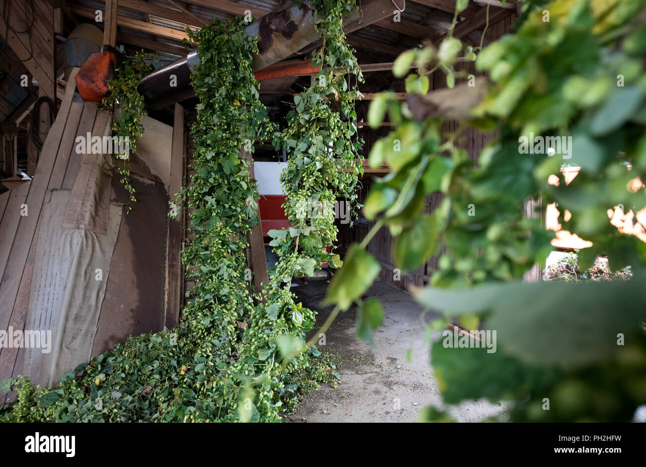 Hop picking machine hi-res stock photography and images - Alamy