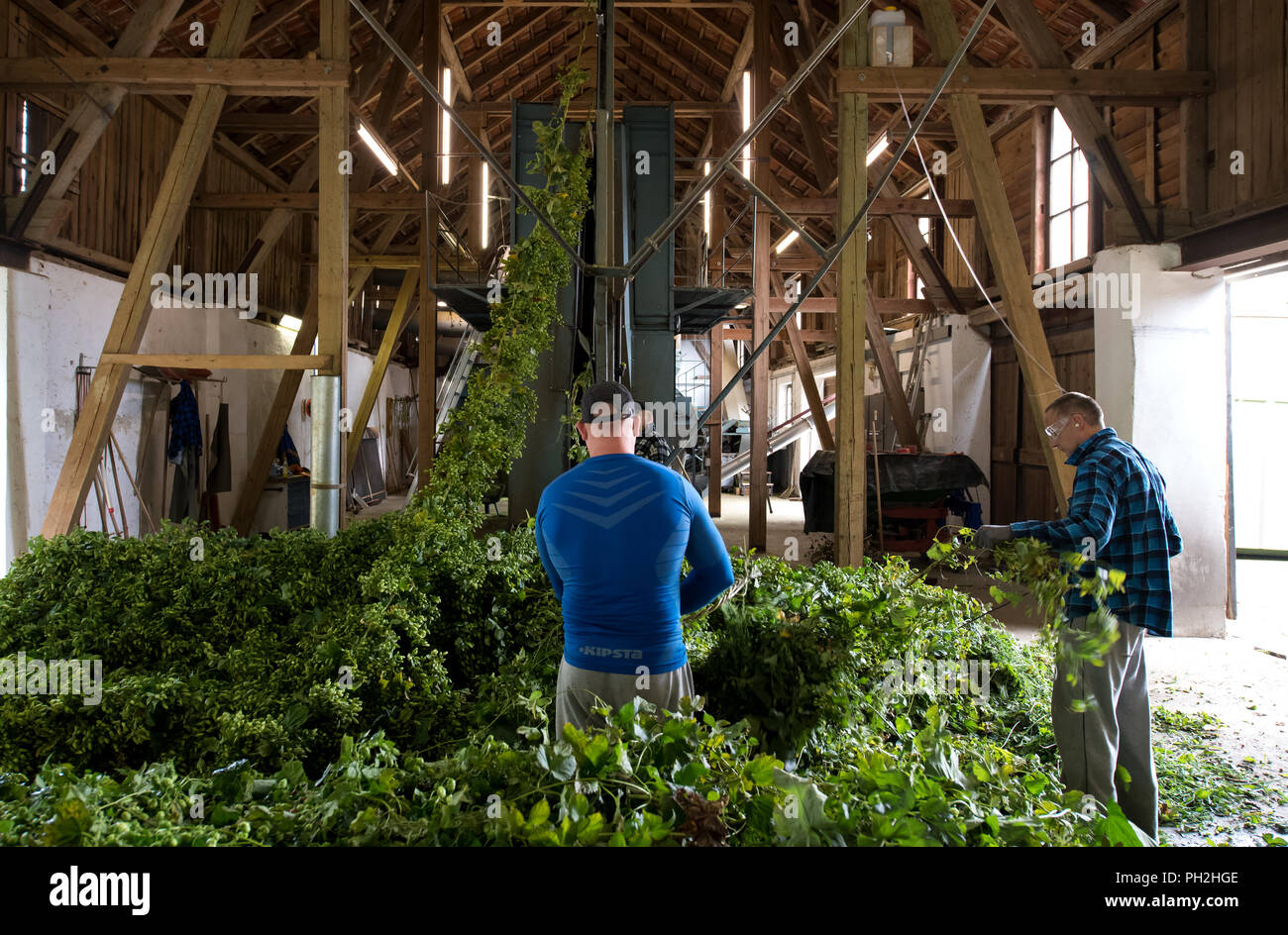 Hop picking machine hi-res stock photography and images - Alamy