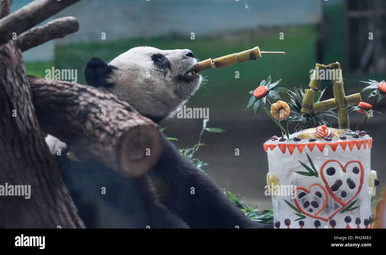 Taipei's Taiwan. 30th Aug, 2018. Giant panda Yuan Yuan enjoys a special ...