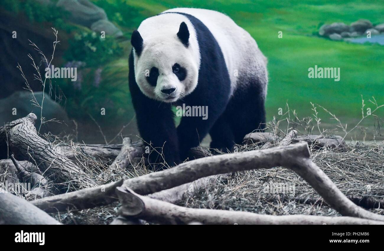 Taipei's Taiwan. 30th Aug, 2018. Photo taken on Aug. 30, 2018 shows ...