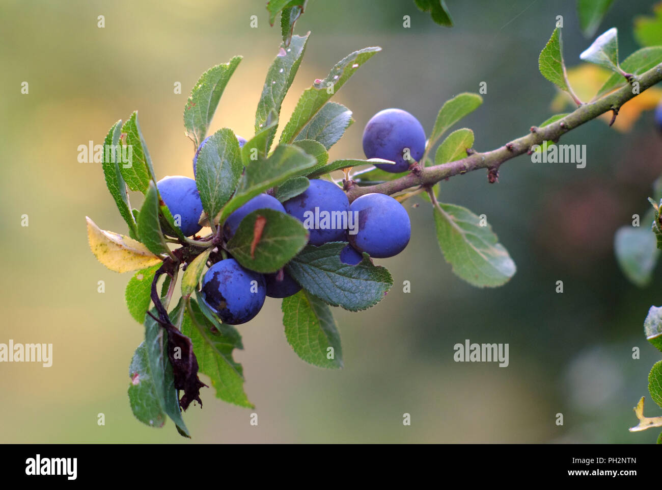 Sloe berries on a blackthorn bush (Prunus spinosa Stock Photo - Alamy