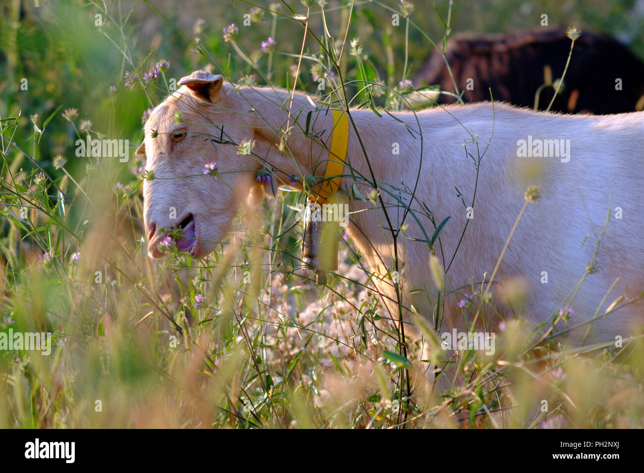 White mountain goat hi-res stock photography and images - Alamy