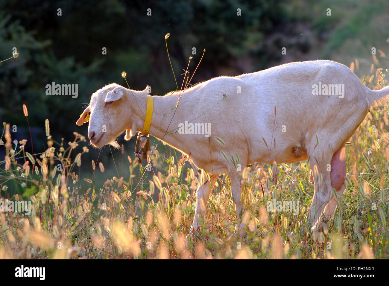 White mountain goat hi-res stock photography and images - Alamy