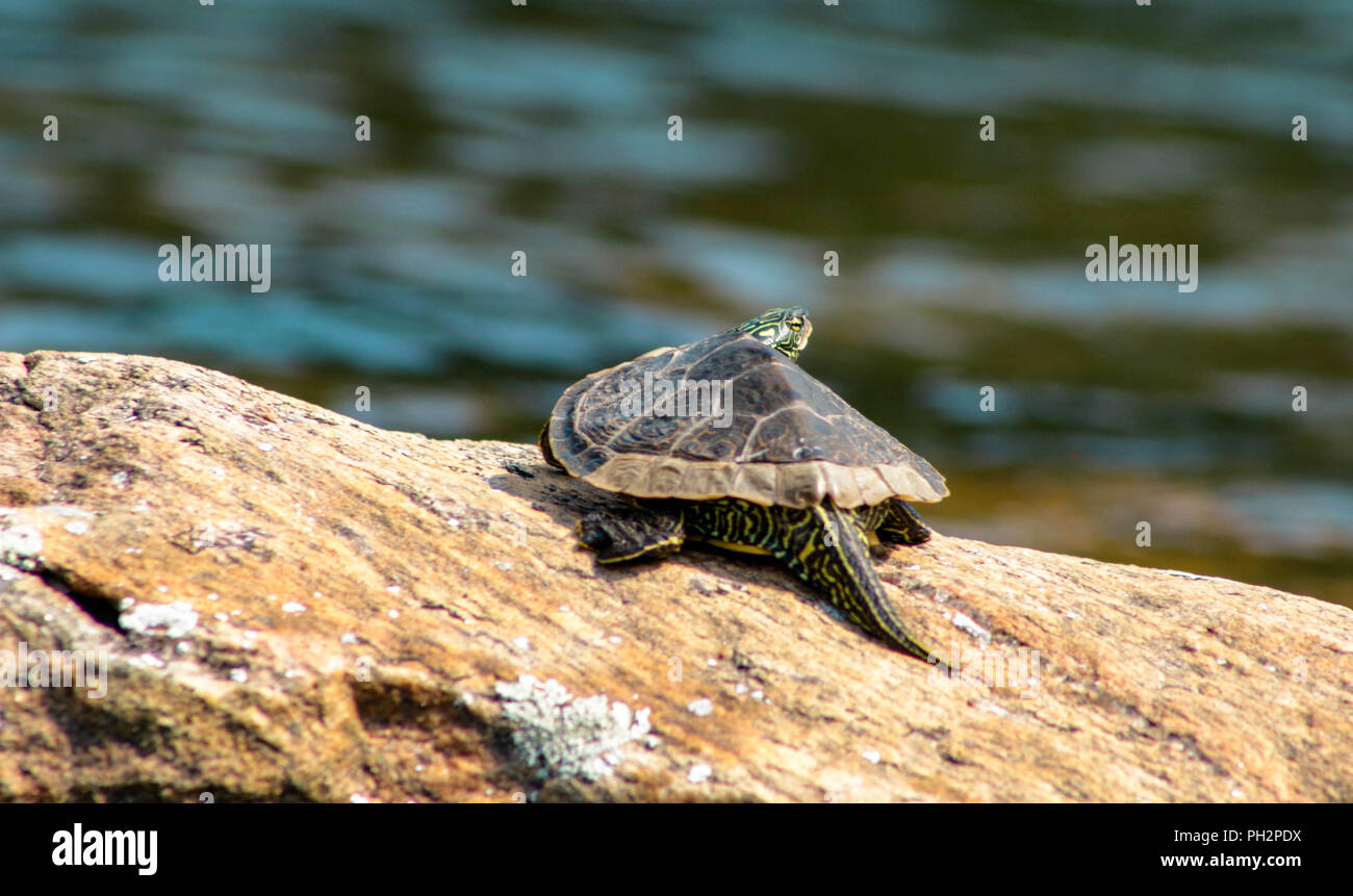 Male northern map turtle, Graptemys geographica, basking on a summer ...
