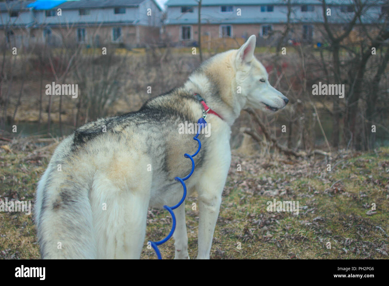 Husky on a leash hi-res stock photography and images - Alamy