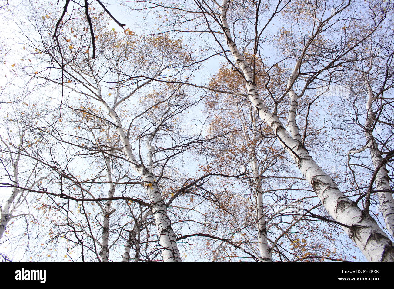 Autumn Birch Tree Stock Photo - Alamy